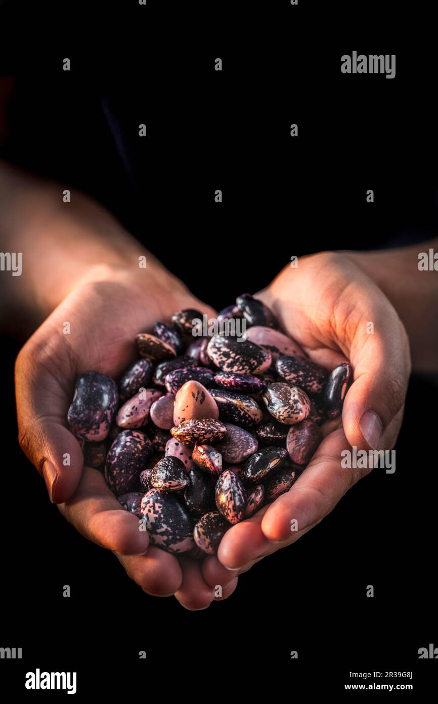 Hands holding heirloom beans Stock Photo - Alamy