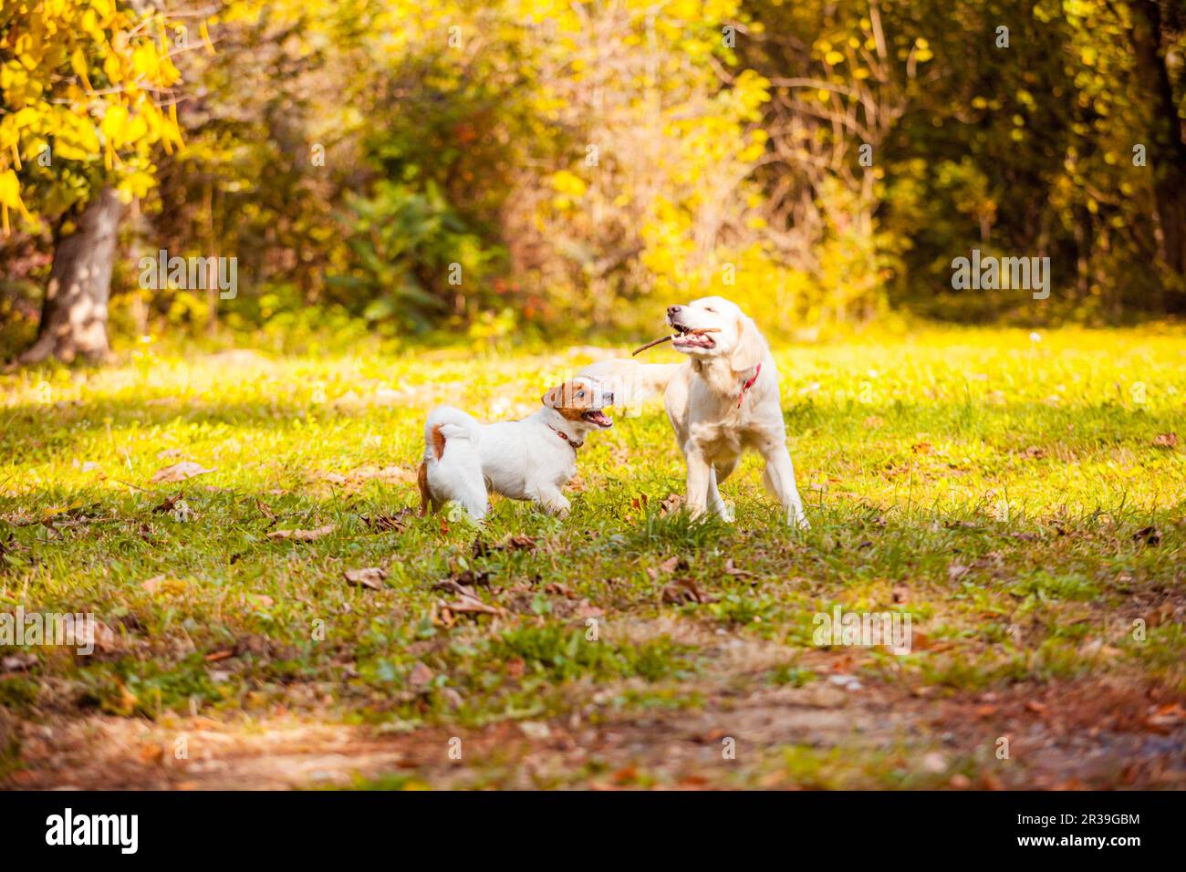Friendly pet dogs playing with stick in a park Stock Photo - Alamy