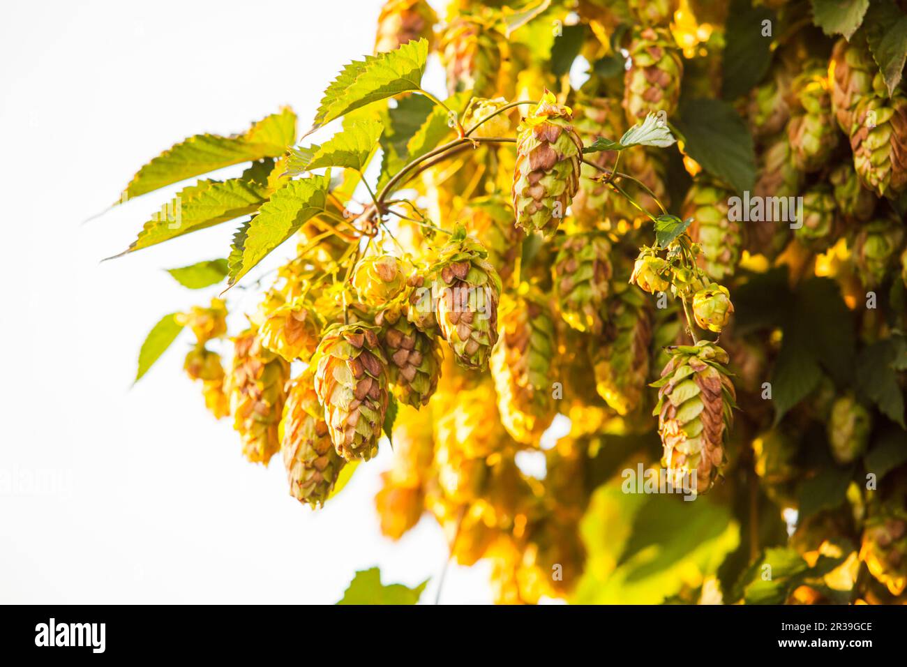 Hop cones hi-res stock photography and images - Alamy