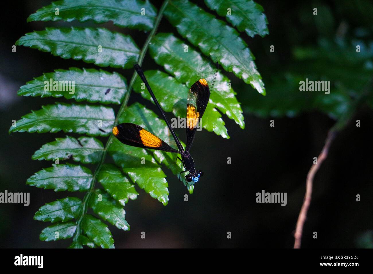 Insects in rainforest hi-res stock photography and images - Alamy