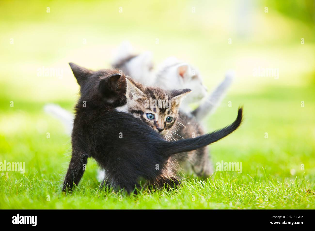Funny domestic cat playing home hi-res stock photography and images - Alamy