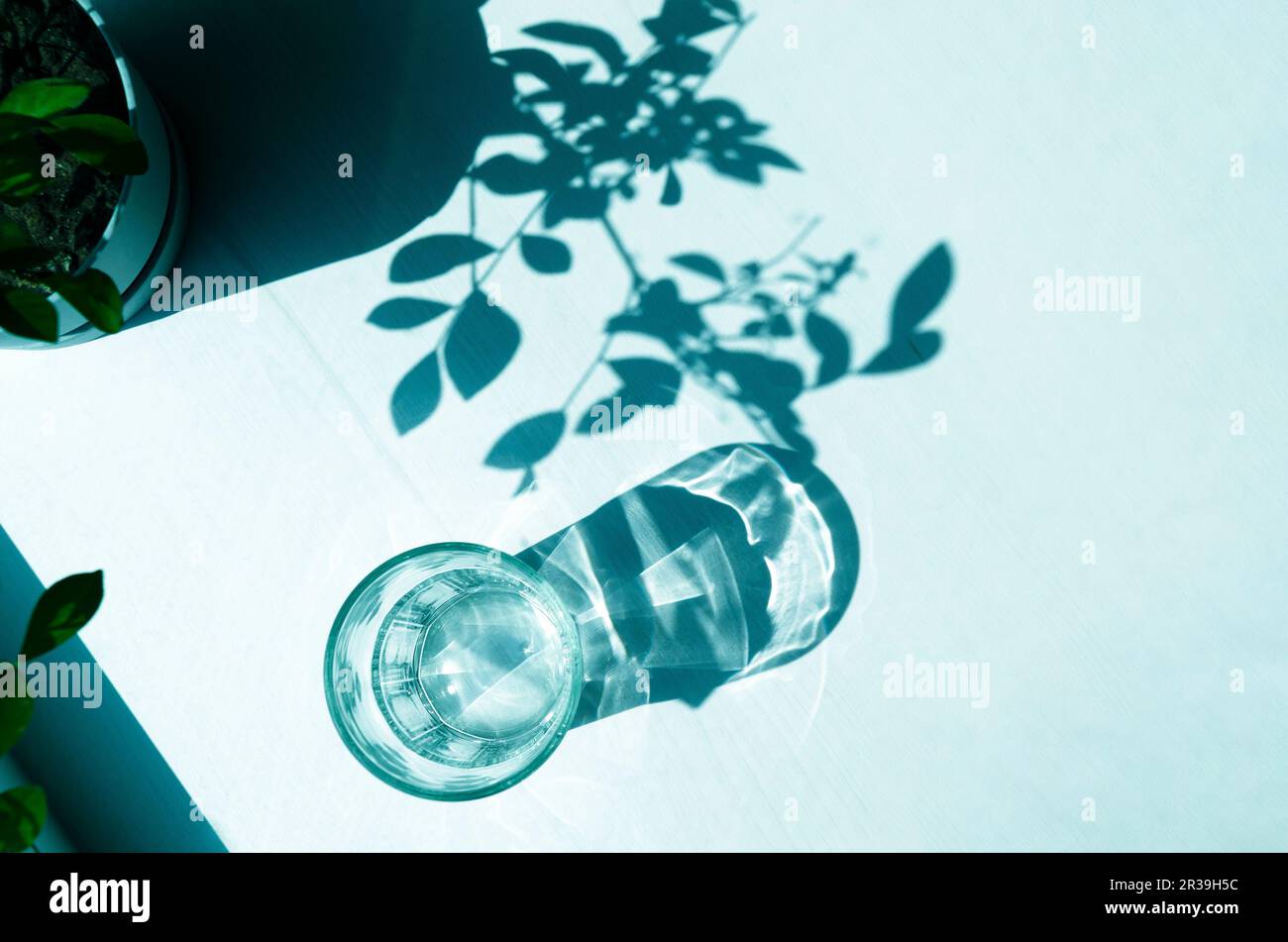 Sharp shadows from an empty glass and plants on a white background ...