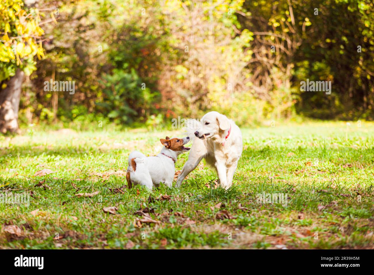 Two dogs golden retriever playing with stick in green meadow Stock ...