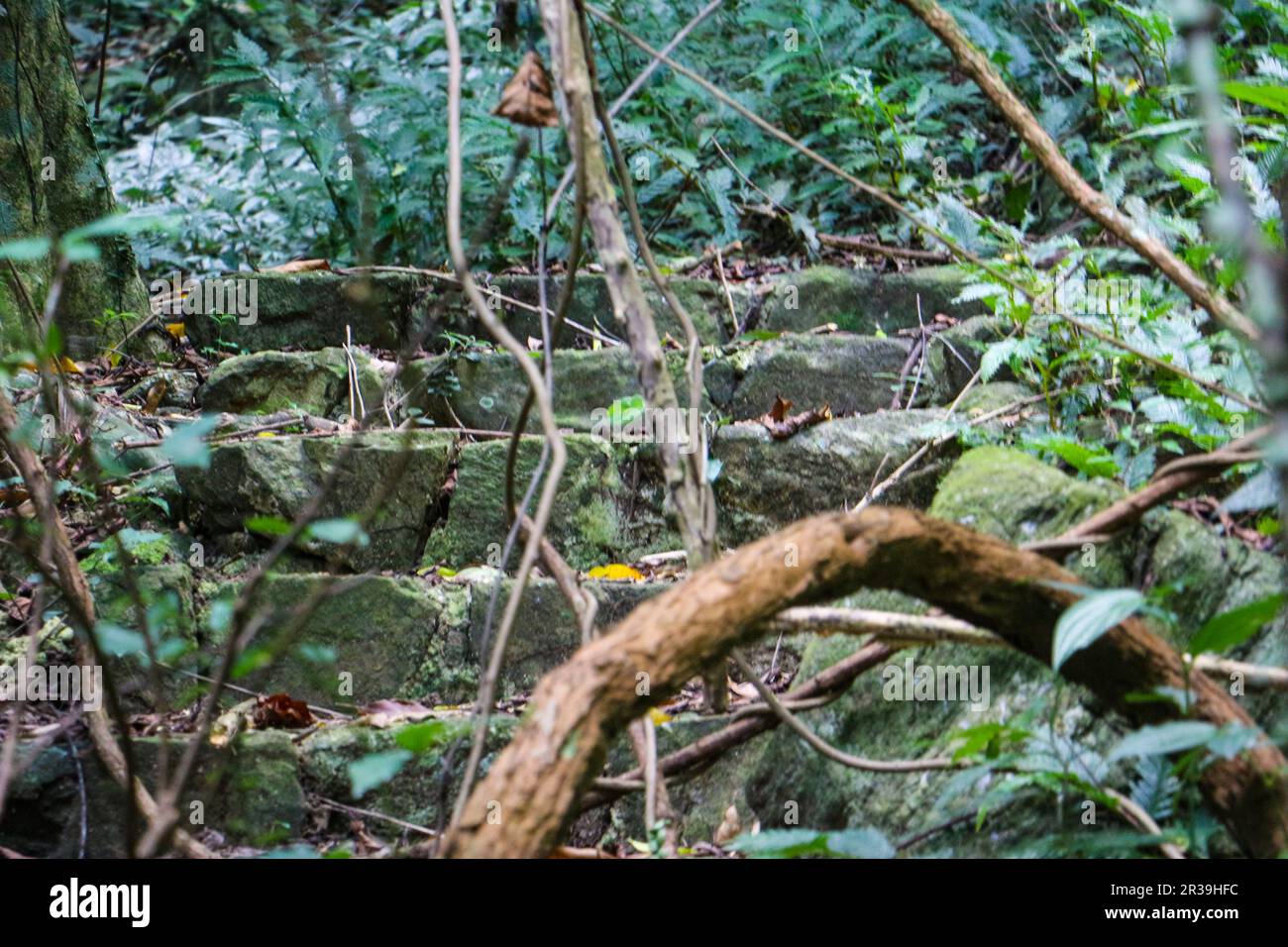 Hainan island rainforest hi-res stock photography and images - Alamy