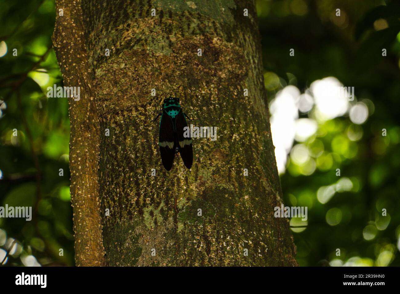 Hainan tropical rainforest hi-res stock photography and images - Alamy