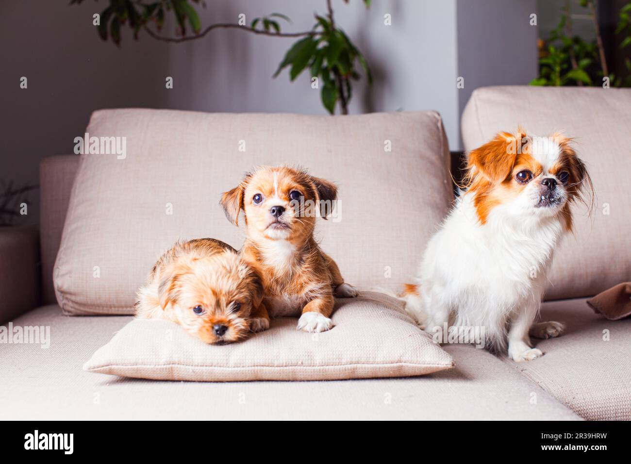 The female Pekingese is raising her puppies Stock Photo - Alamy
