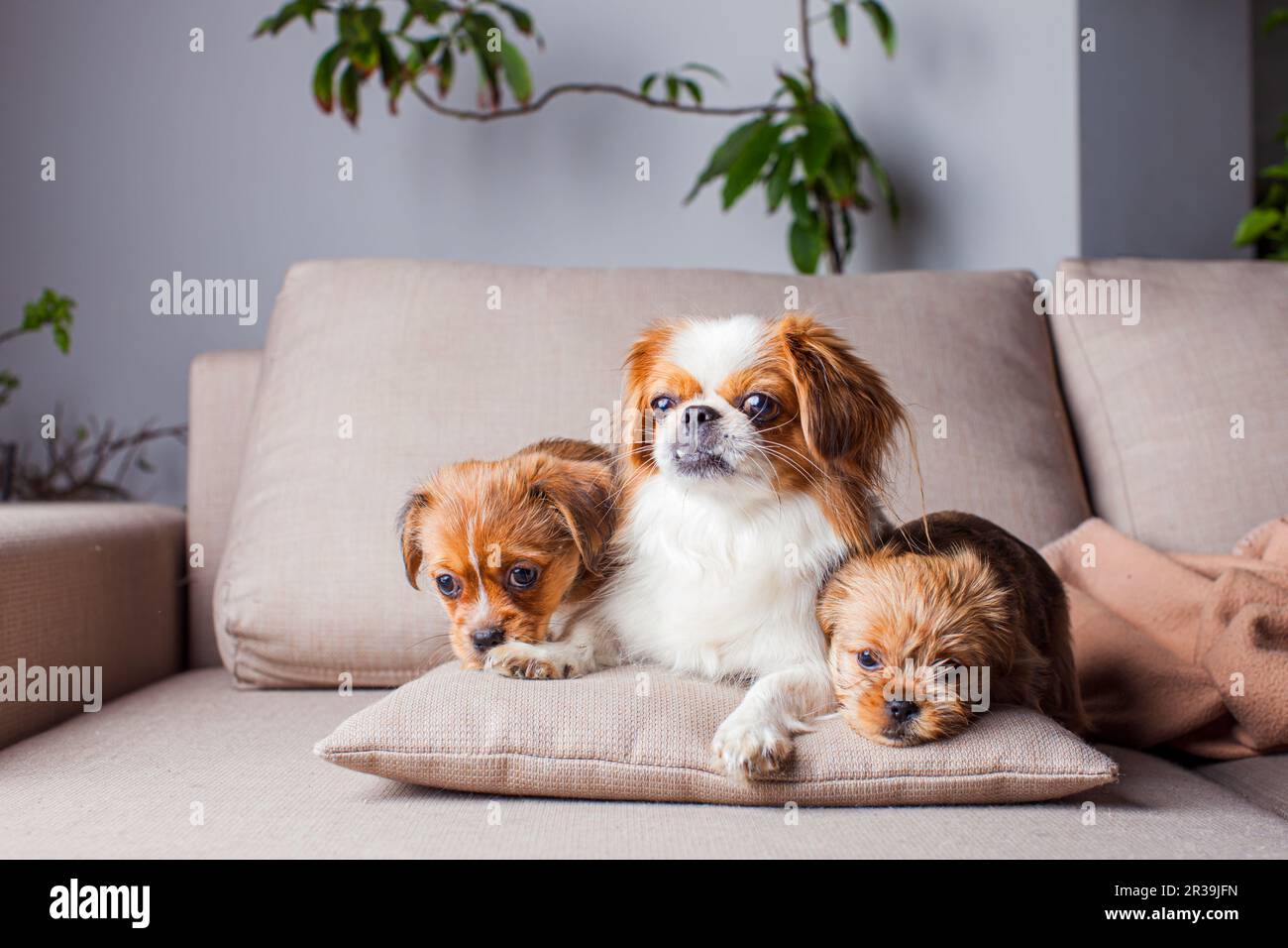 Thoroughbred little fluffy puppy hi-res stock photography and images ...