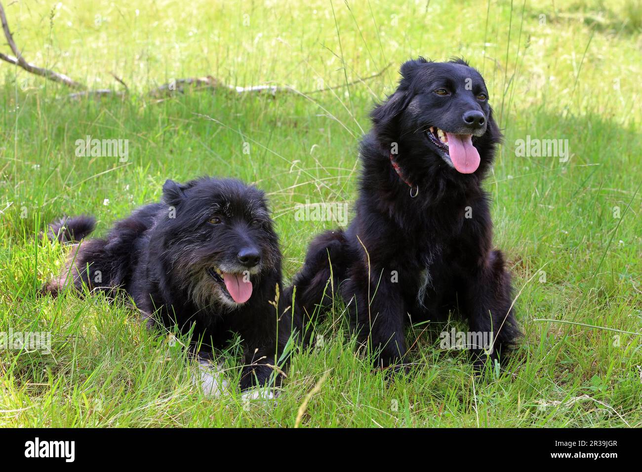 Black dogs hi-res stock photography and images - Alamy