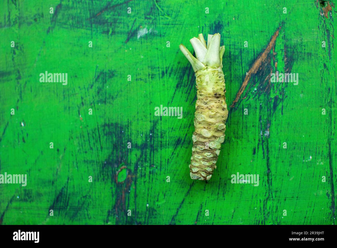 Japanese wasabi root Stock Photo - Alamy