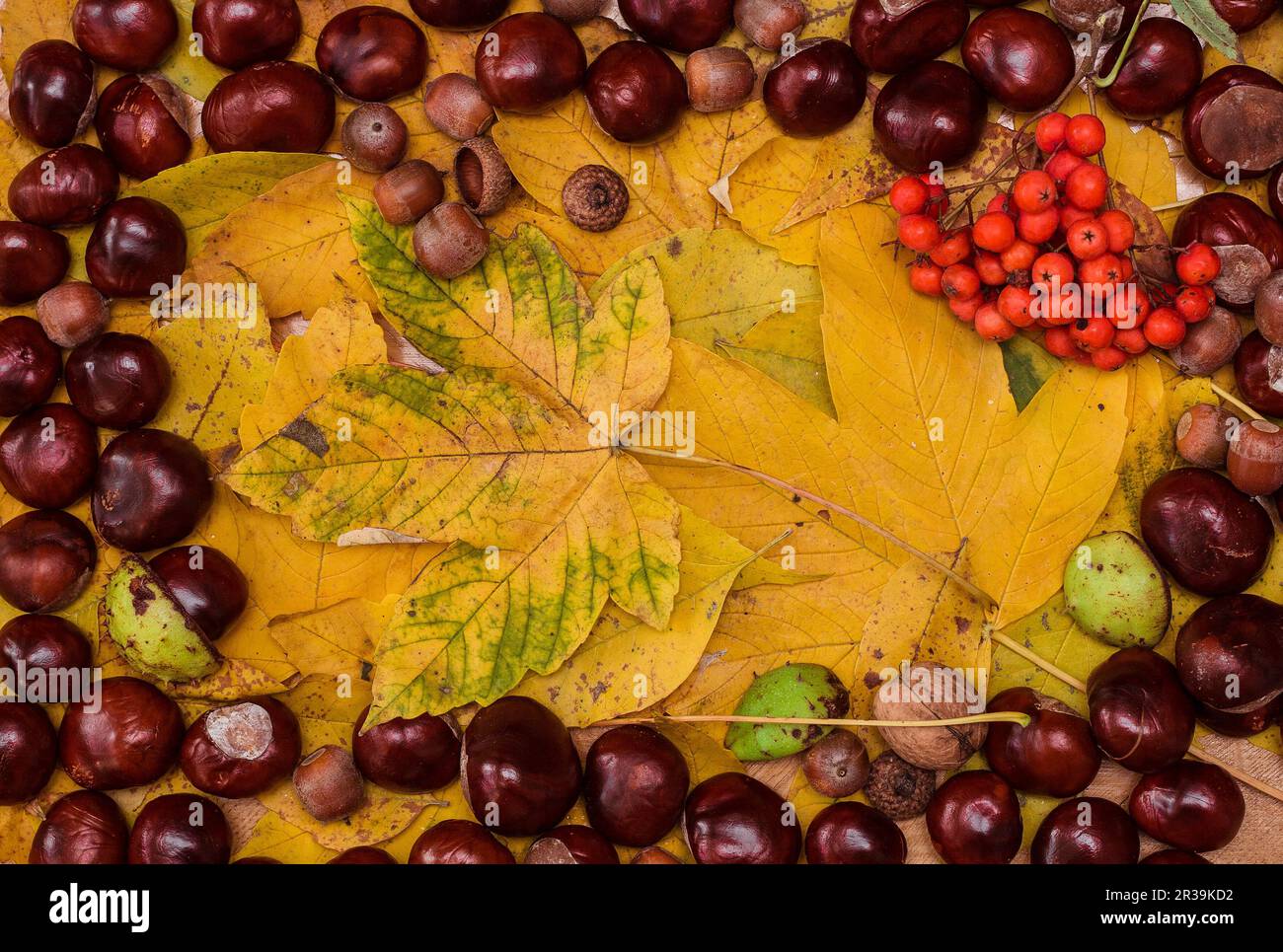 Autumn yellow leaves background with frame Stock Photo - Alamy