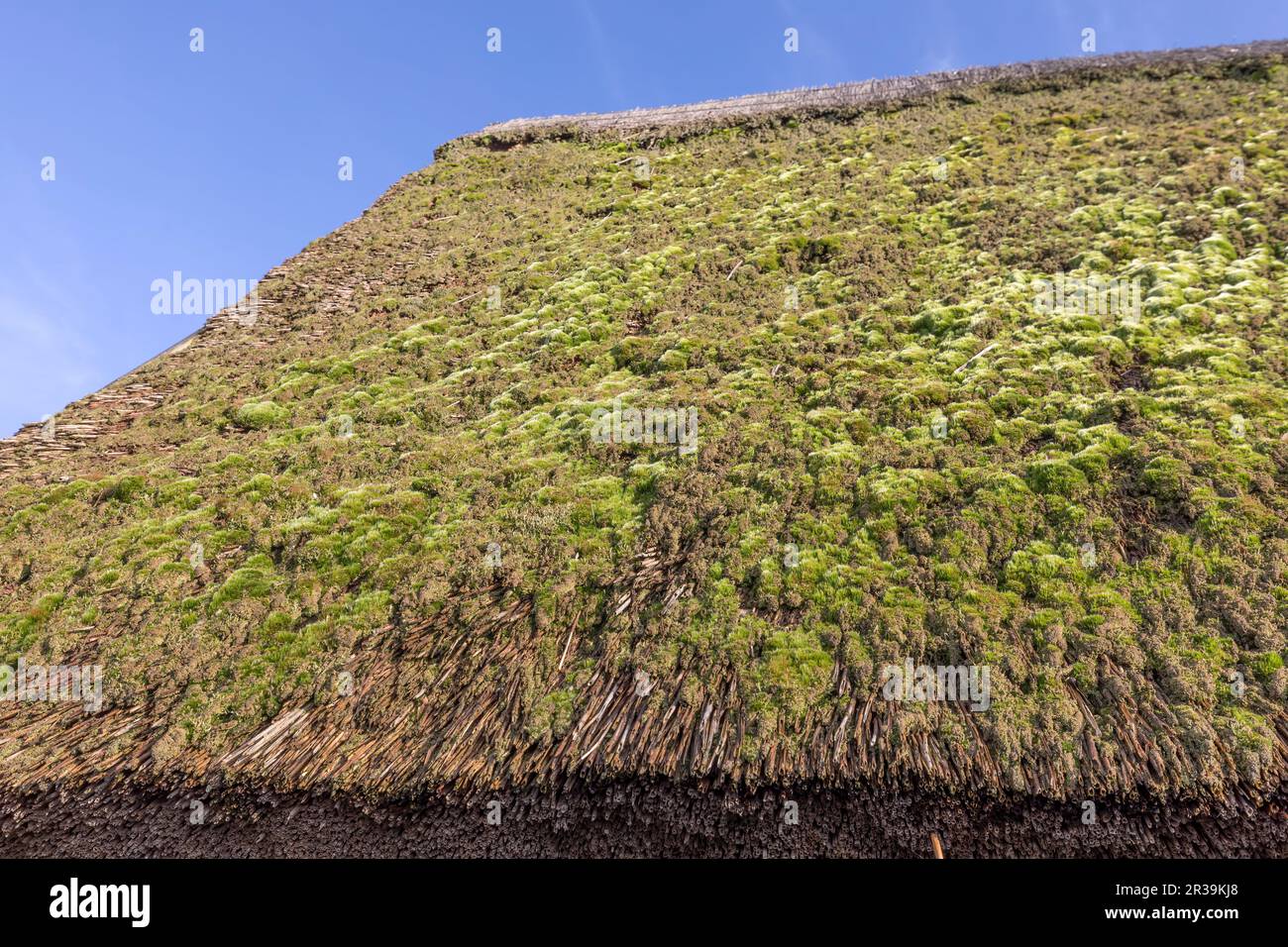 Thatched roof overgrown with moss Stock Photo - Alamy