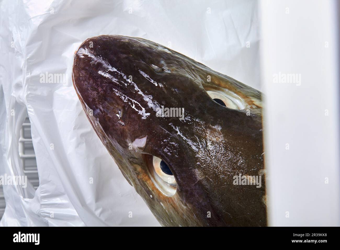 A raw fish head Stock Photo - Alamy