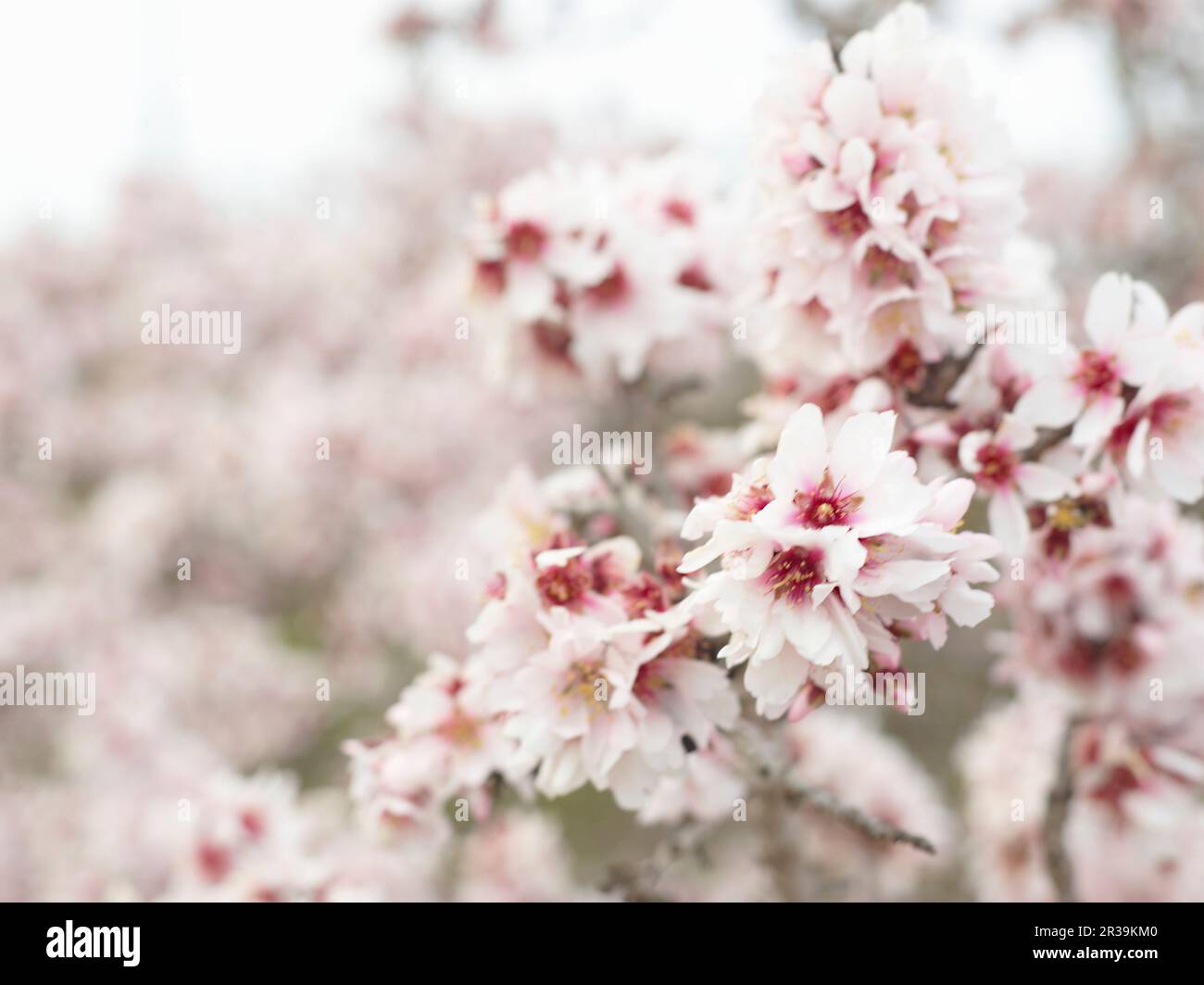 Almond gardens hi-res stock photography and images - Alamy