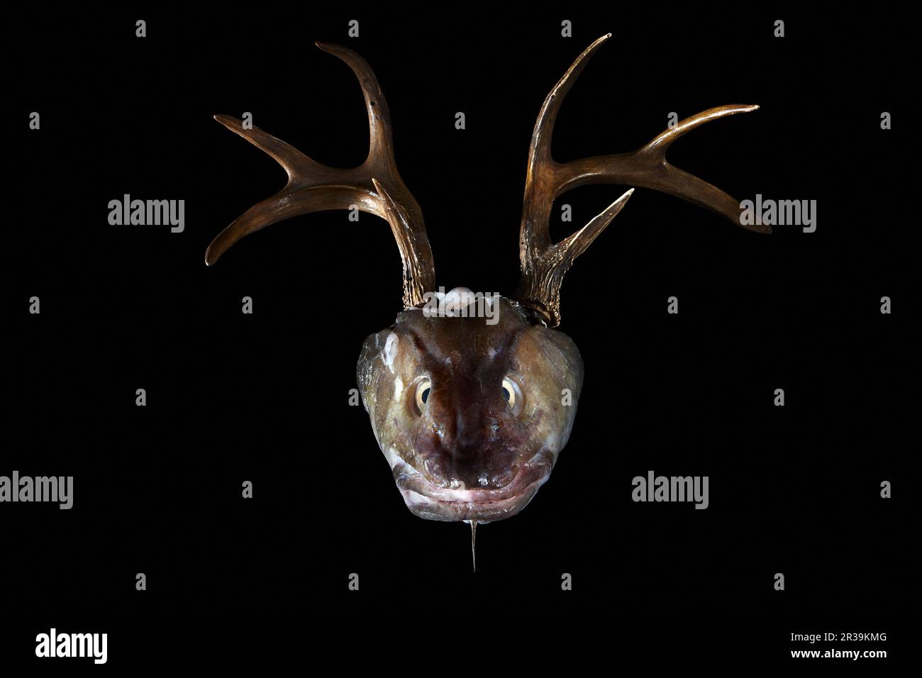 A fish head with antlers in front of a black background Stock Photo - Alamy