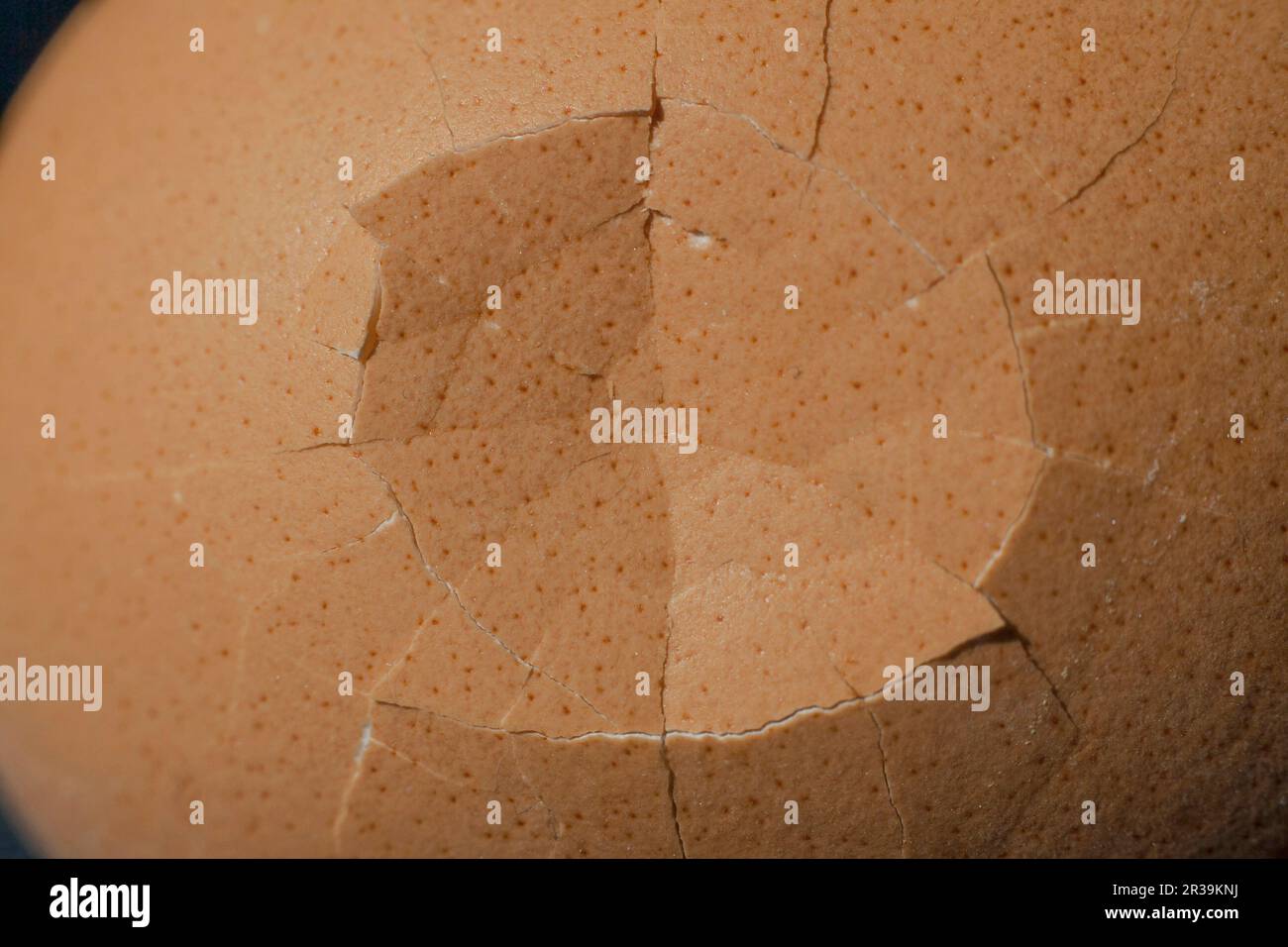 Shell fracture hi-res stock photography and images - Alamy