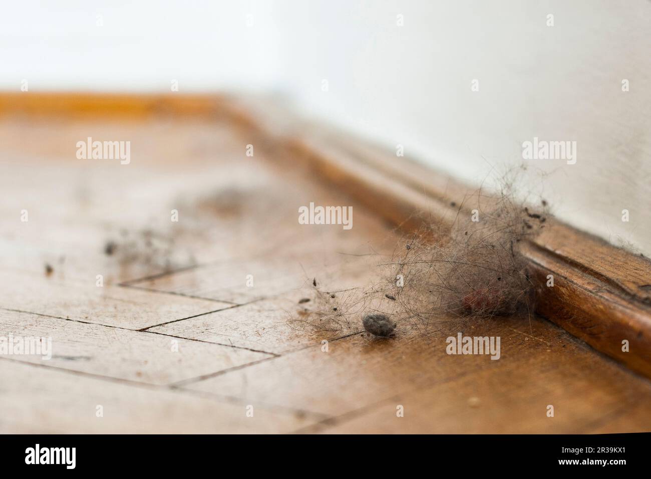 Fluff in corner of room Stock Photo - Alamy