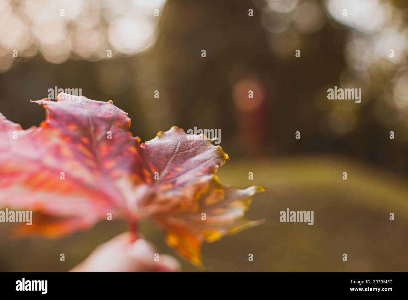 Red maple leaf over blurred nature background Stock Photo - Alamy