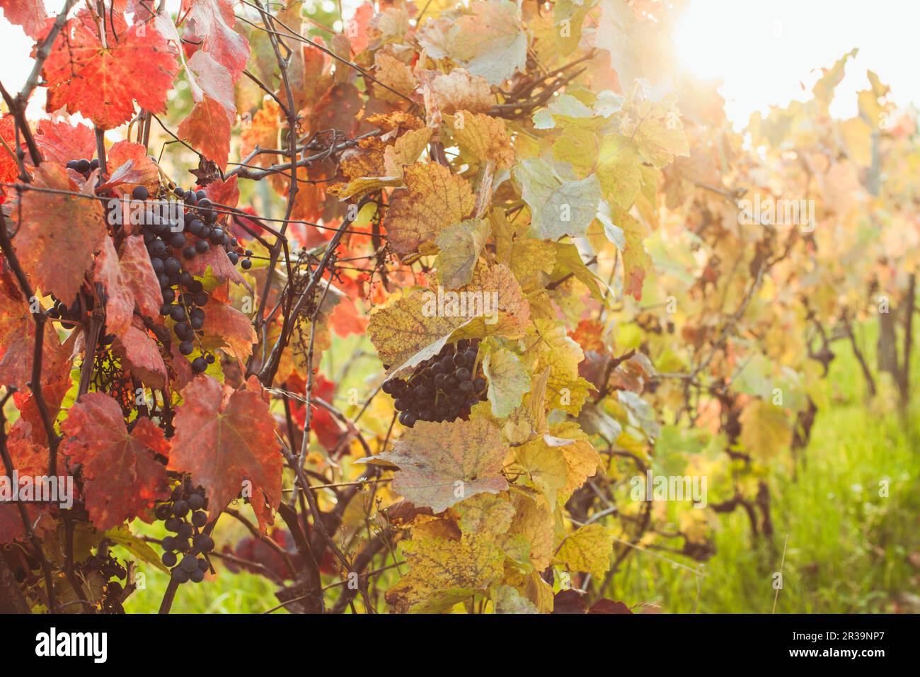 Close up grape on vineyard hi-res stock photography and images - Alamy