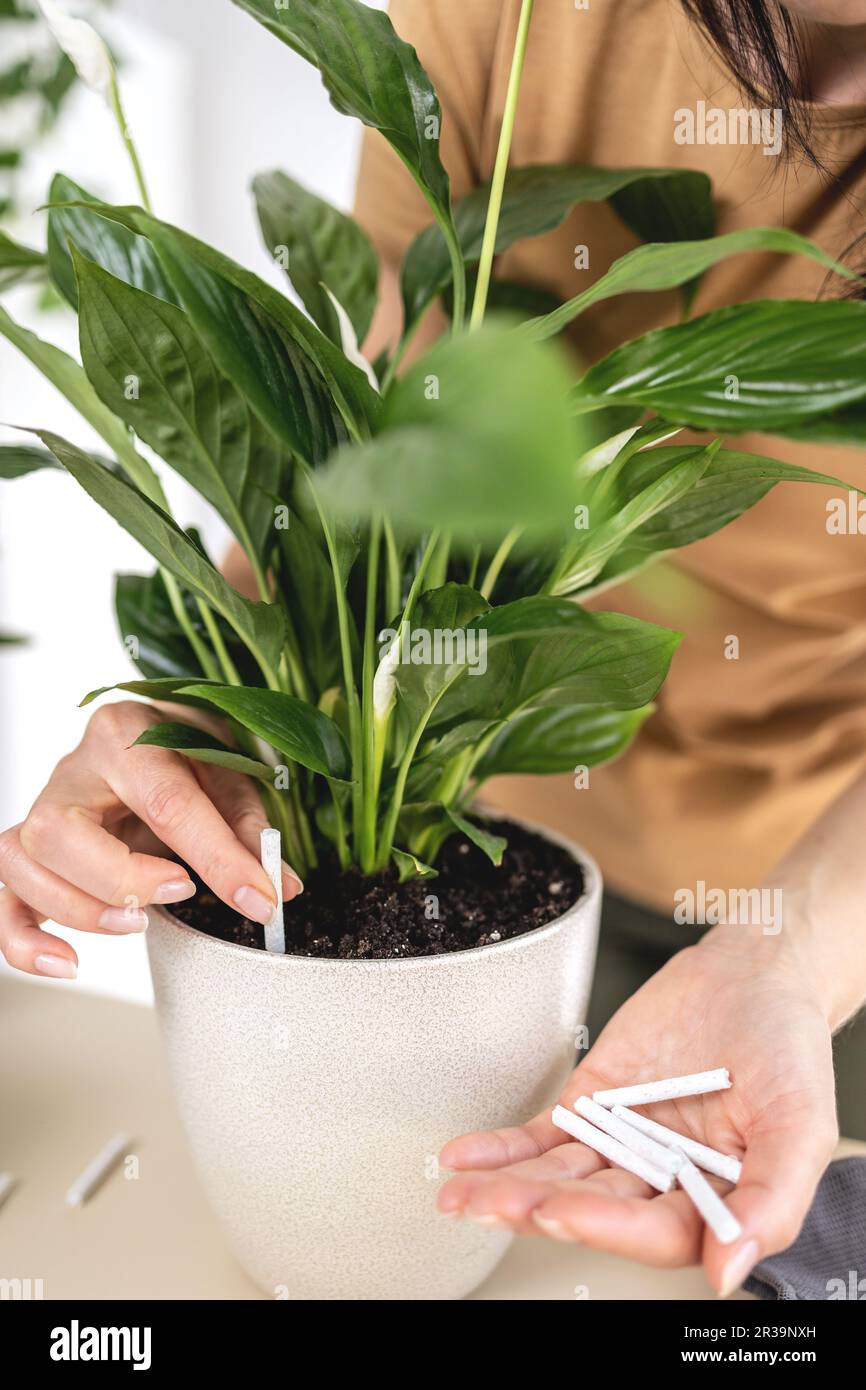 female gardener hands adding houseplants fertilizer chopsticks to pot ...