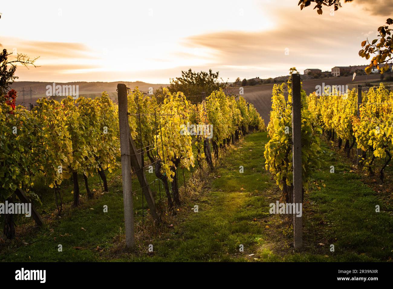 Vineyard at sunset, australia hi-res stock photography and images - Alamy