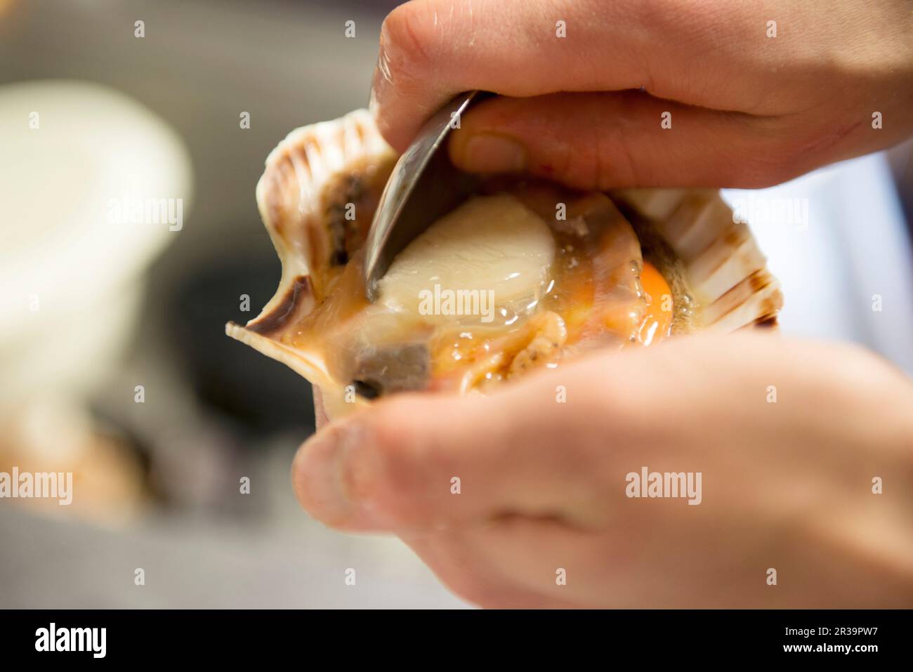 Inside mussel shell hi-res stock photography and images - Alamy