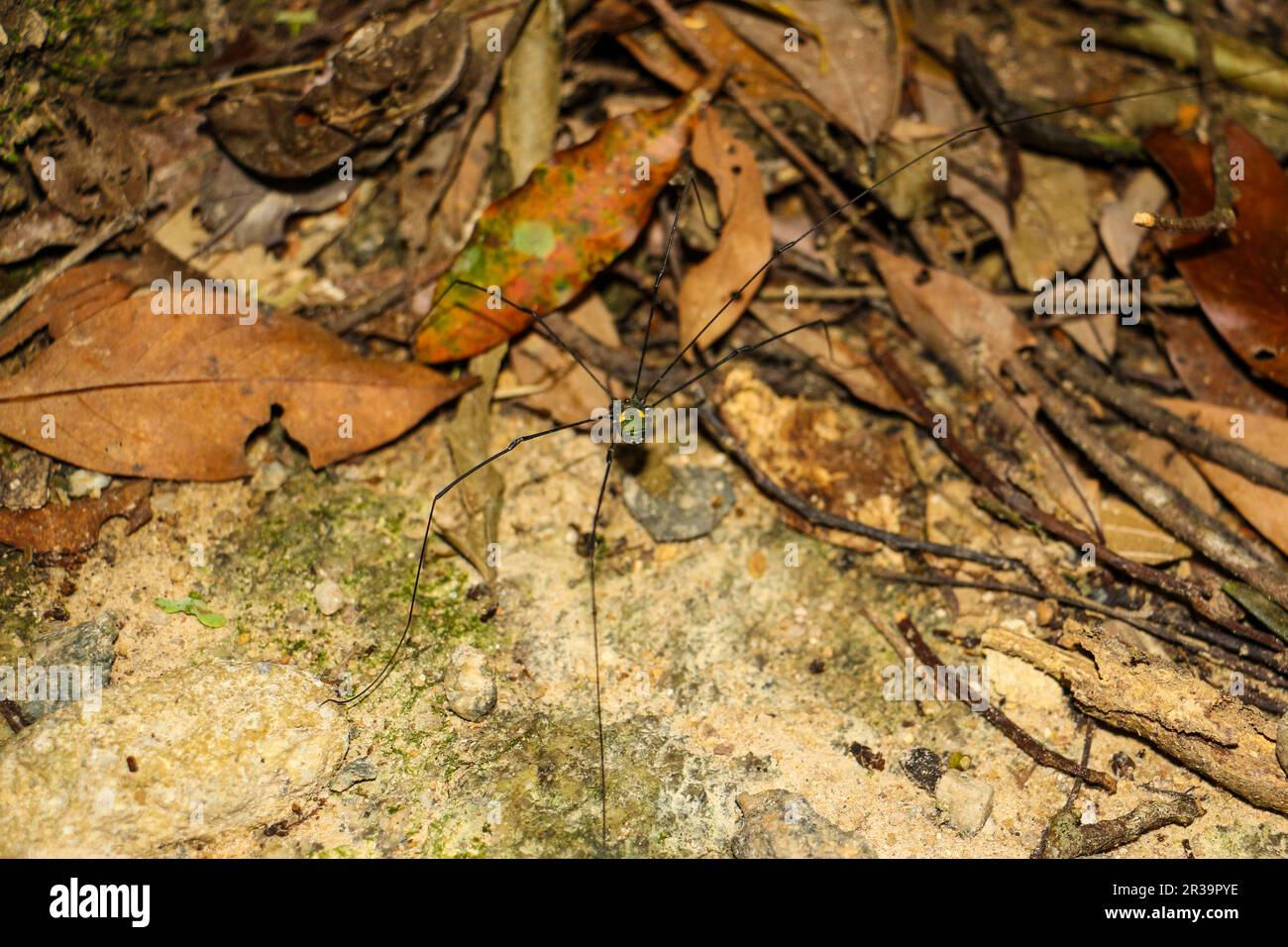 Hainan insects hi-res stock photography and images - Alamy
