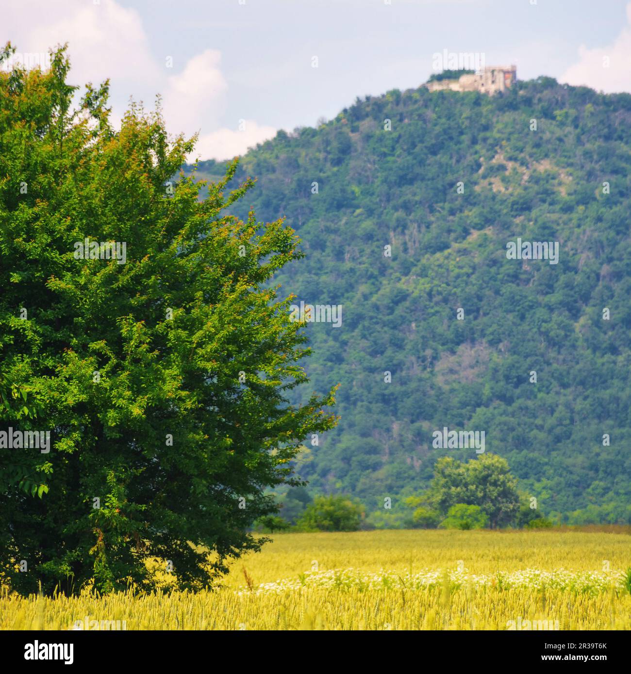 Tree cloud shrub mountain hi-res stock photography and images - Alamy