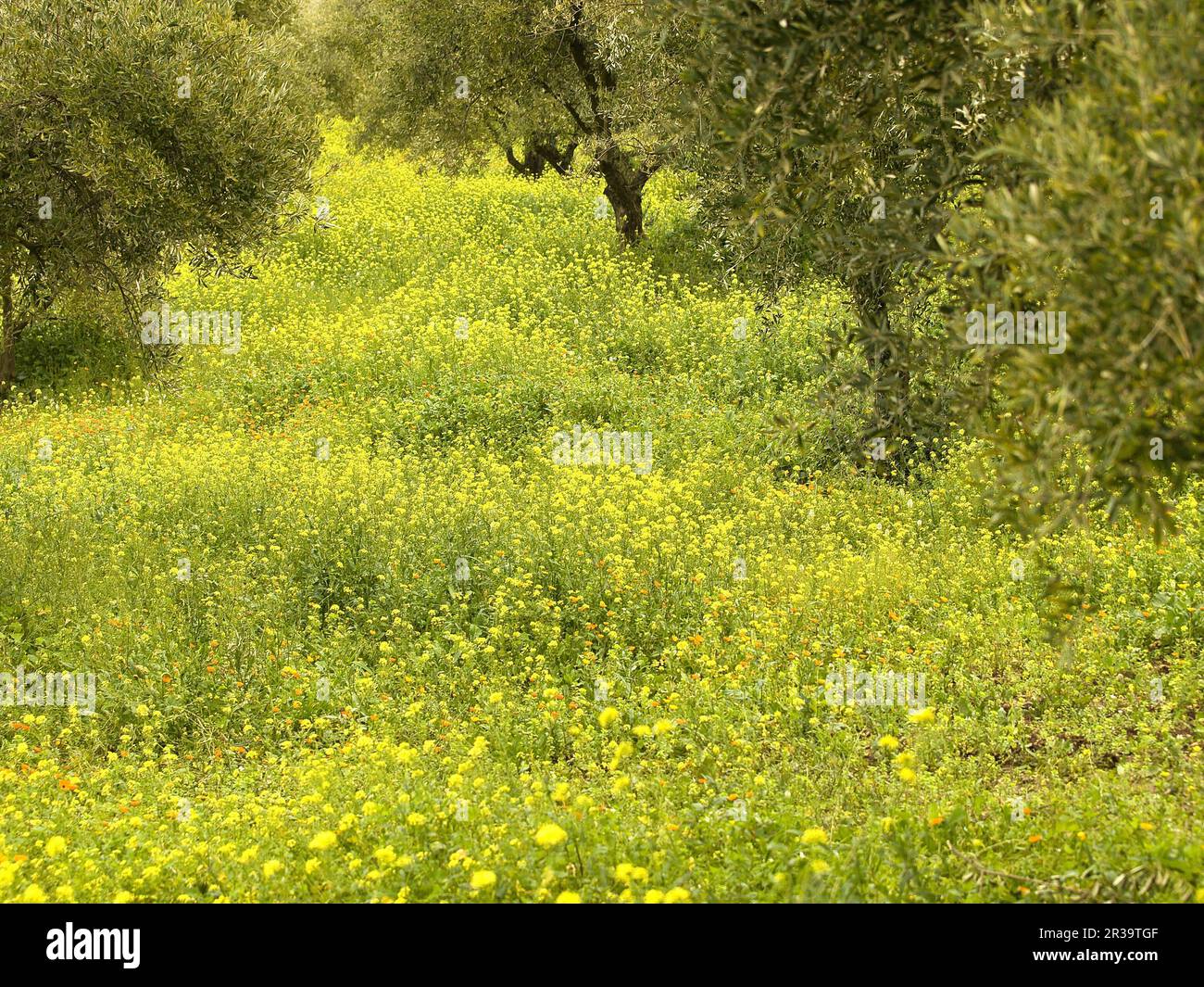 Campo de Olivos.Mequinez (Meknes).Marruecos Stock Photo - Alamy