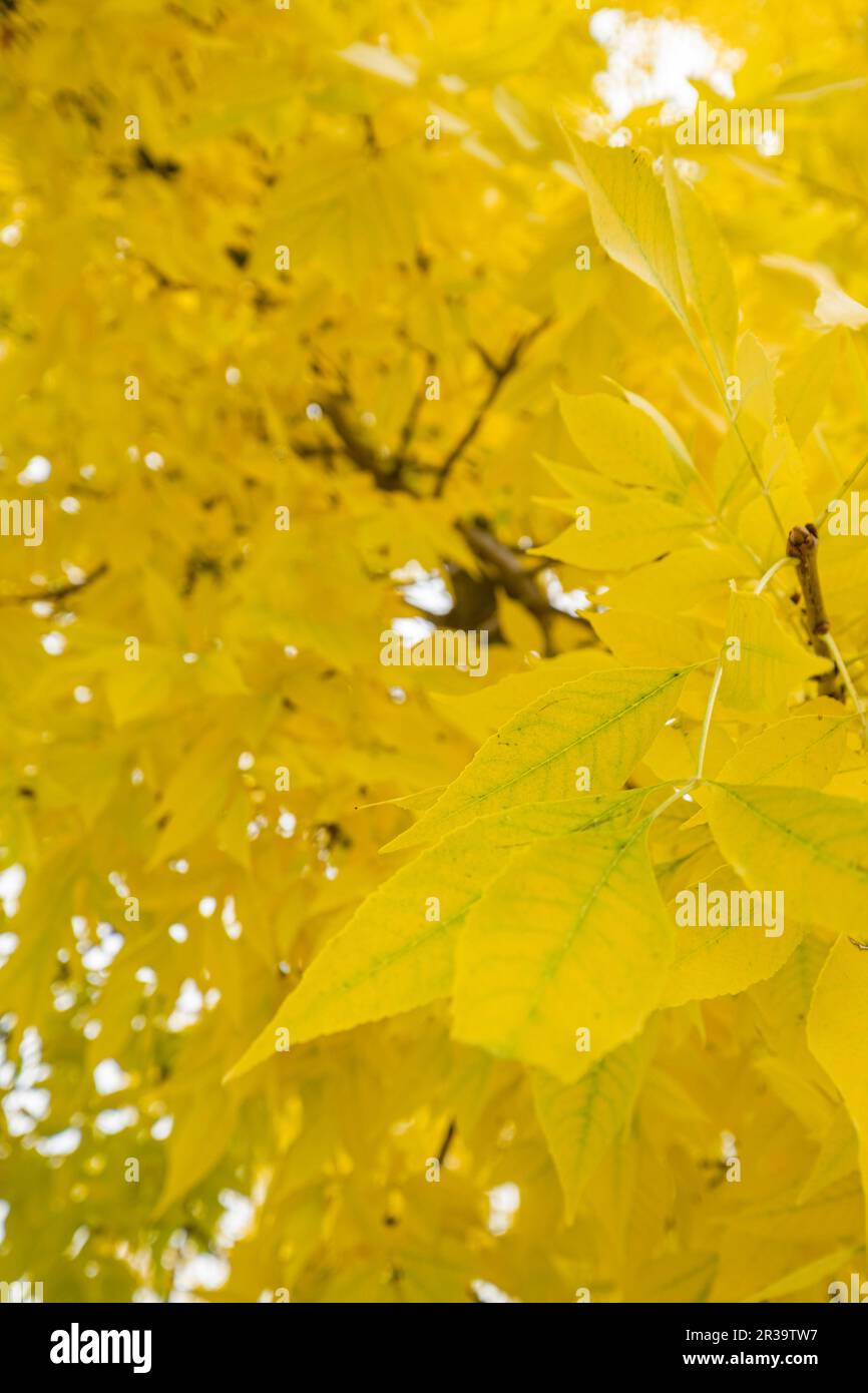 Ornamental appendages hi-res stock photography and images - Alamy