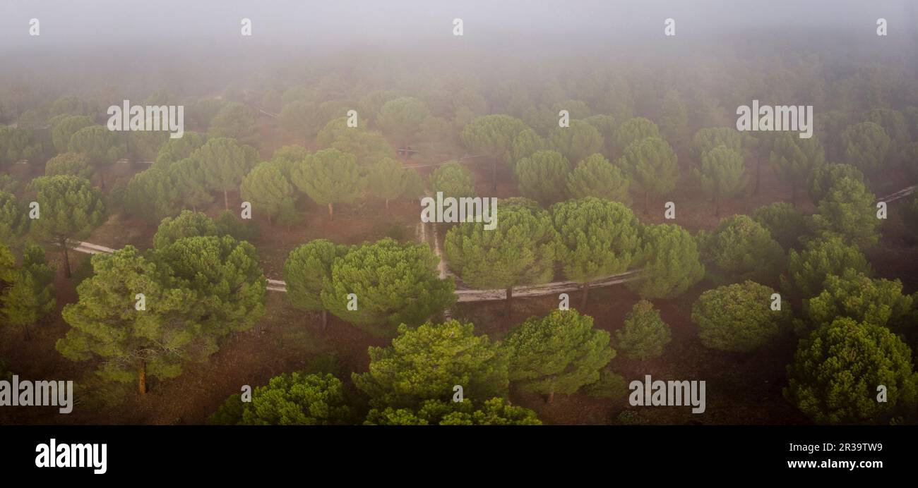 resin extraction in a Pinus pinaster forest, Montes de Coca, Segovia ...