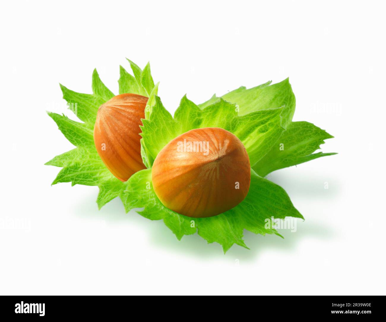 Two hazelnuts with leaves (illustration Stock Photo - Alamy