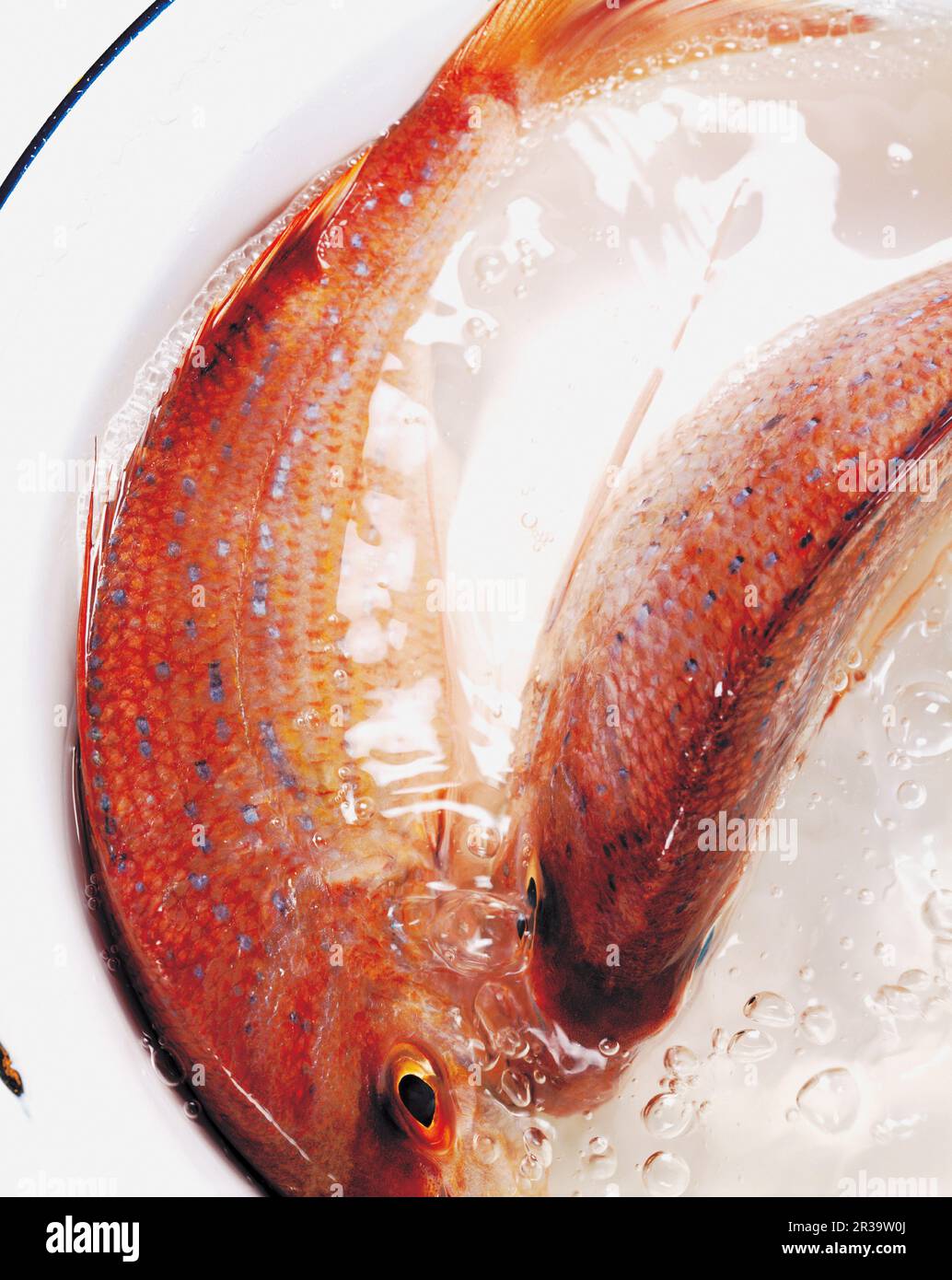Fresh red mullets in water Stock Photo - Alamy
