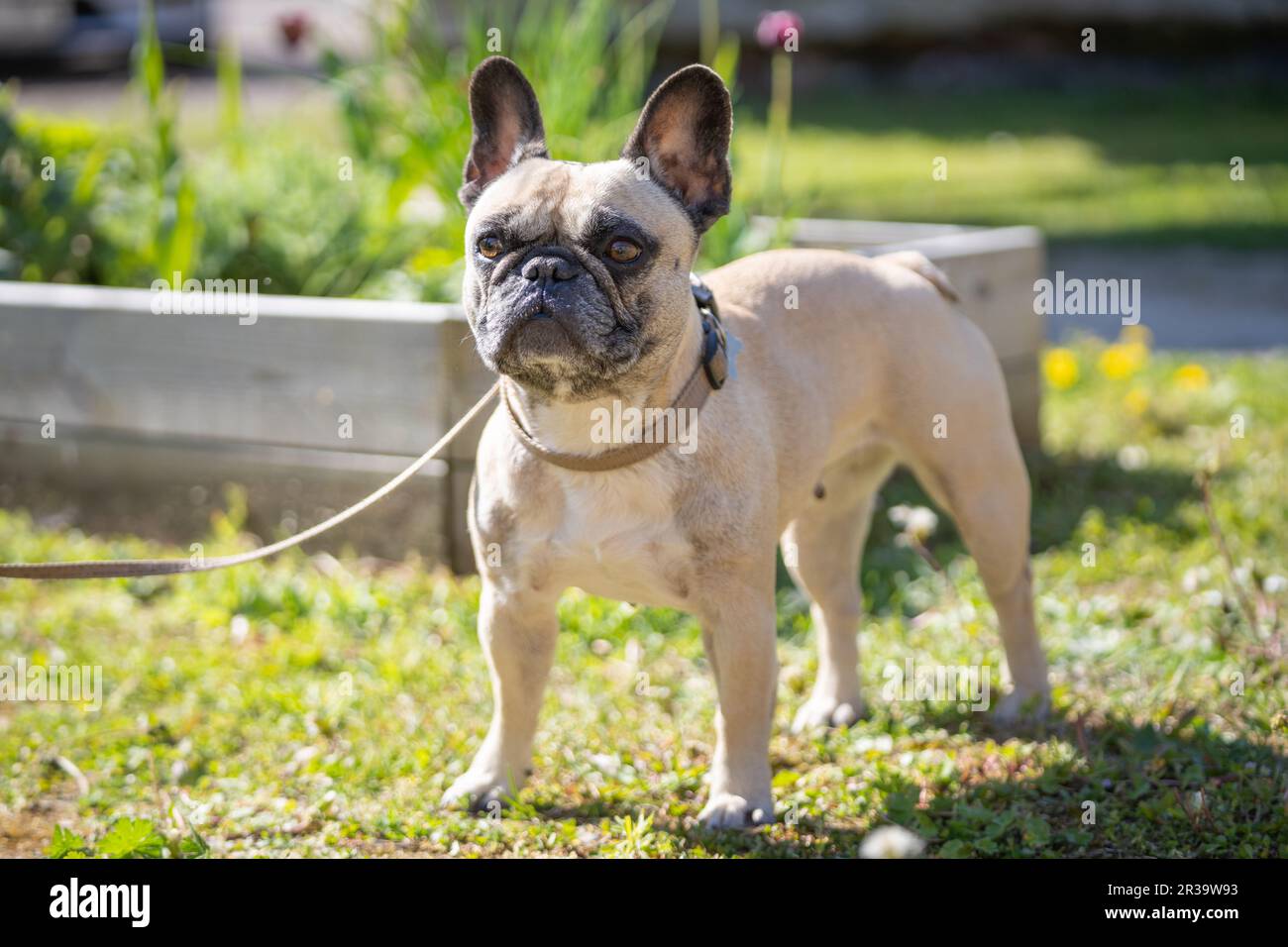 Fawn colored French Bulldog in the garden Stock Photo - Alamy