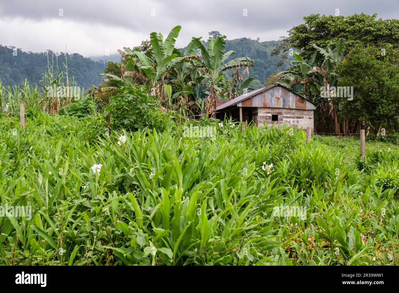 casa en el pantanal, Lancetillo - La Parroquia, Franja Transversal del ...