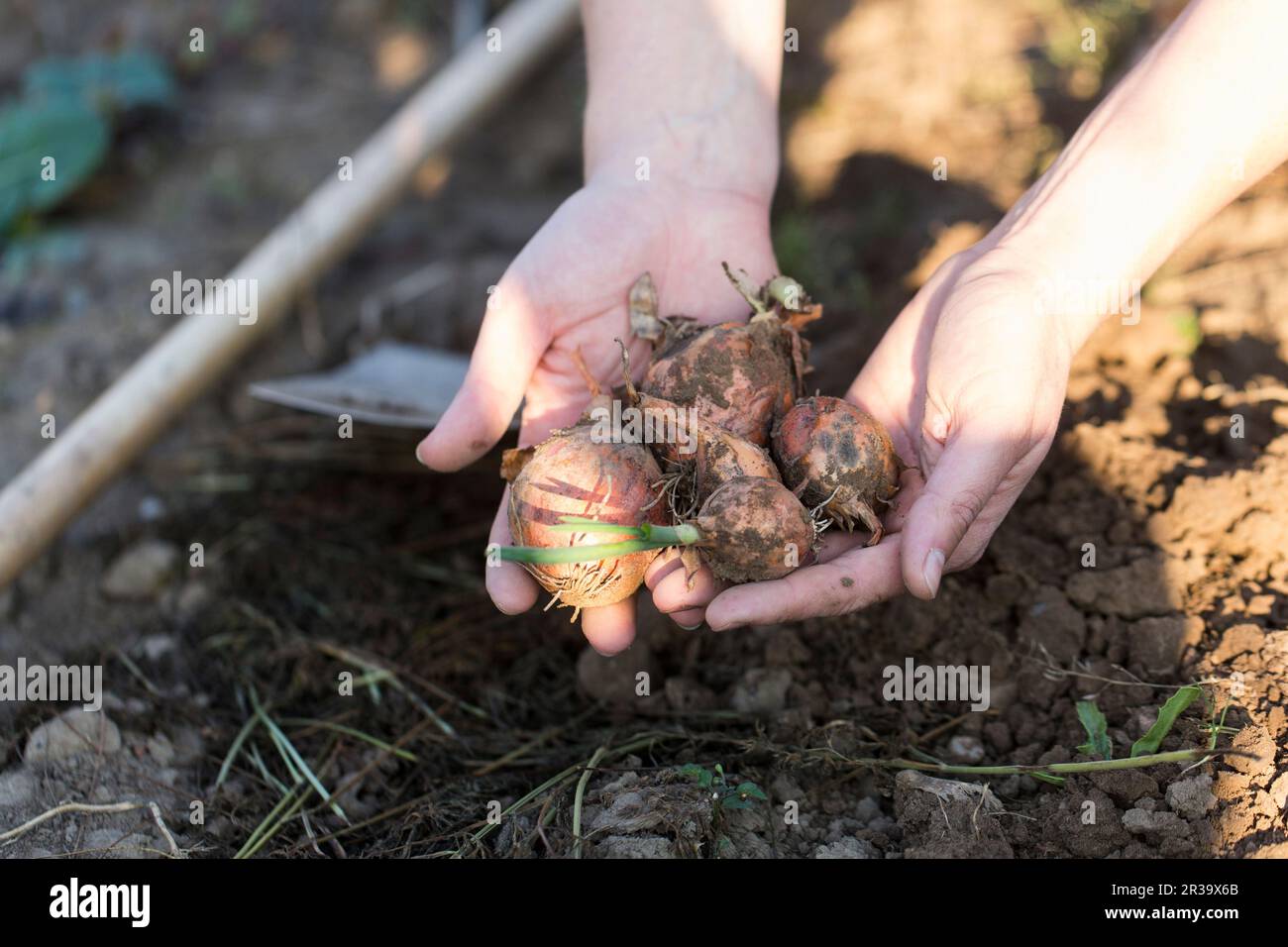 Hand holding onions hi-res stock photography and images - Alamy