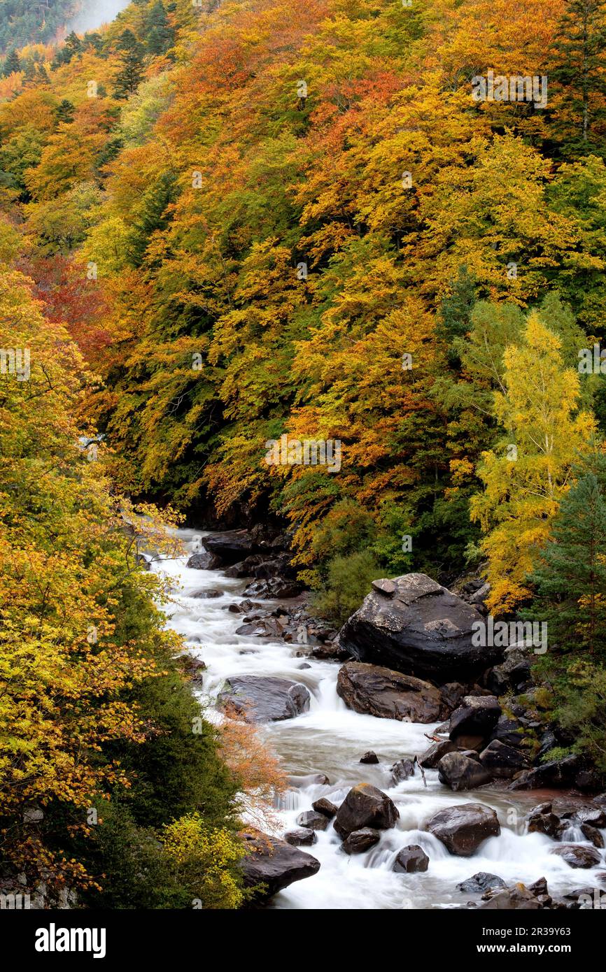 River ecosystem diagram hi-res stock photography and images - Alamy