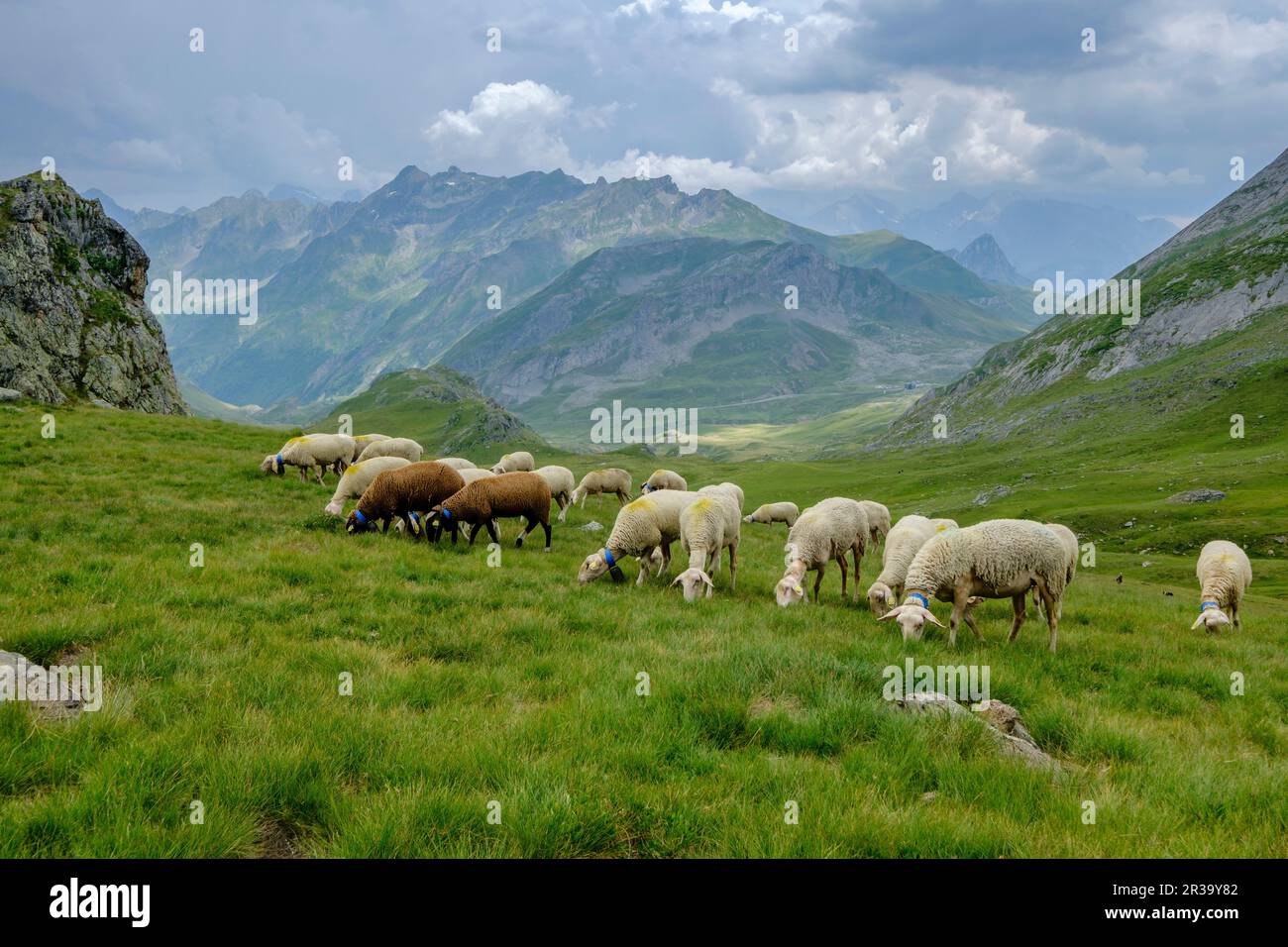 flock of sheep in the meadows of Portalet, Ayous lakes tour, Pyrenees ...