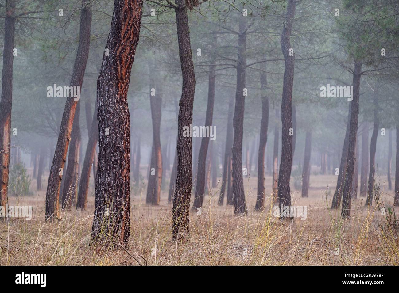 resin extraction in a Pinus pinaster forest, Montes de Coca, Segovia ...