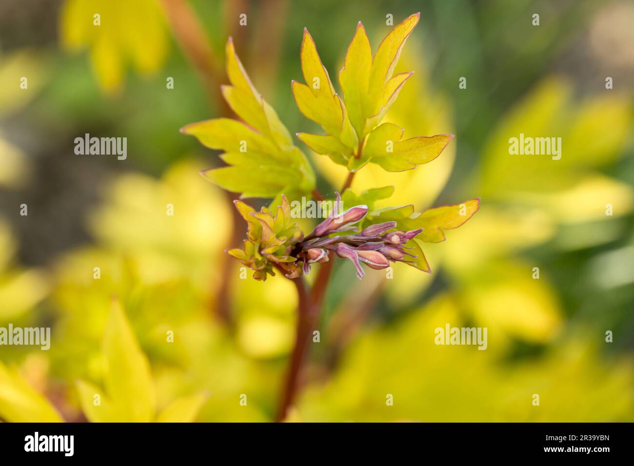Blooming Dicentra spectabilis 'Gold Heart' in the garden Stock Photo ...