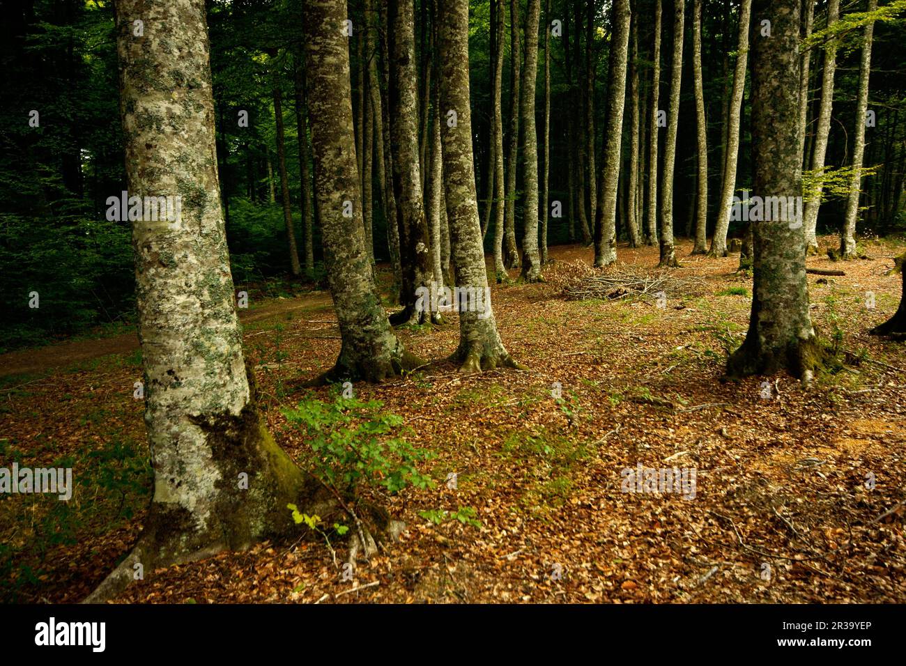 Hojas de haya hi-res stock photography and images - Alamy