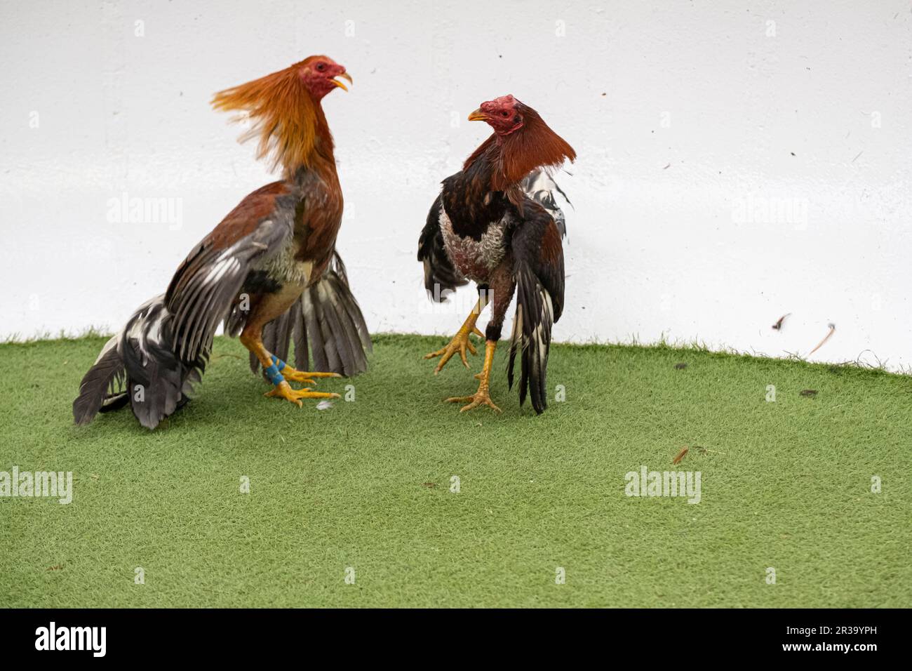 Gallos islands hi-res stock photography and images - Alamy