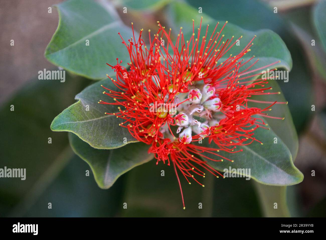 Excelsa hi-res stock photography and images - Alamy