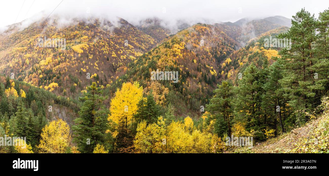bosque de la Pardina del Señor ( la Pardina Ballarín) , Fanlo, valle ...