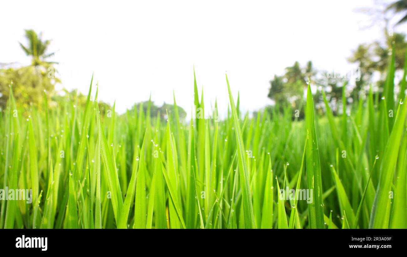 Morning dew drops on green rice leaves in a village rice field Stock ...