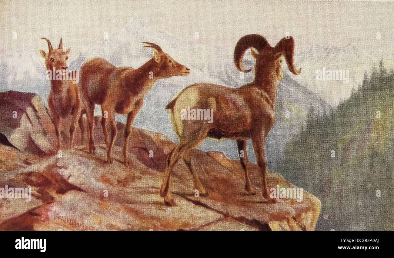 Mountain Sheep at Home watercolor by Thomas Mower Martin from the book ...