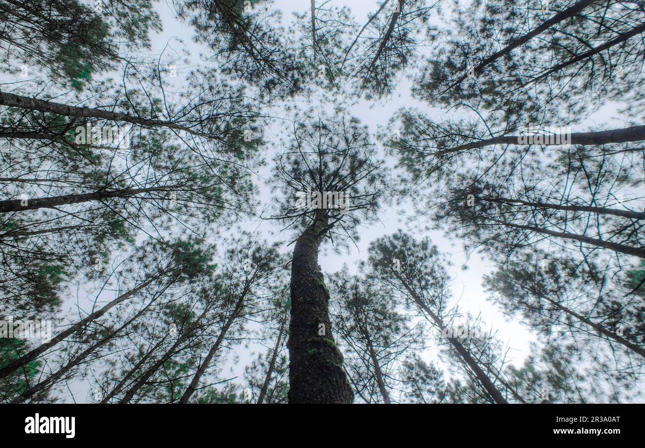 Indonesian natural forest hi-res stock photography and images - Alamy