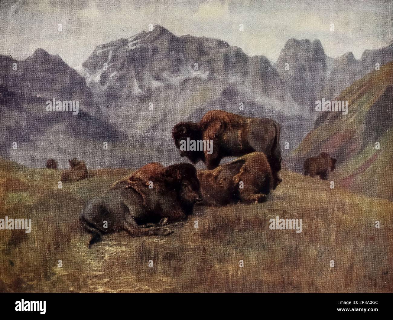 Buffalo in Summer-time, on Bow Range, near Banff watercolor by Thomas ...