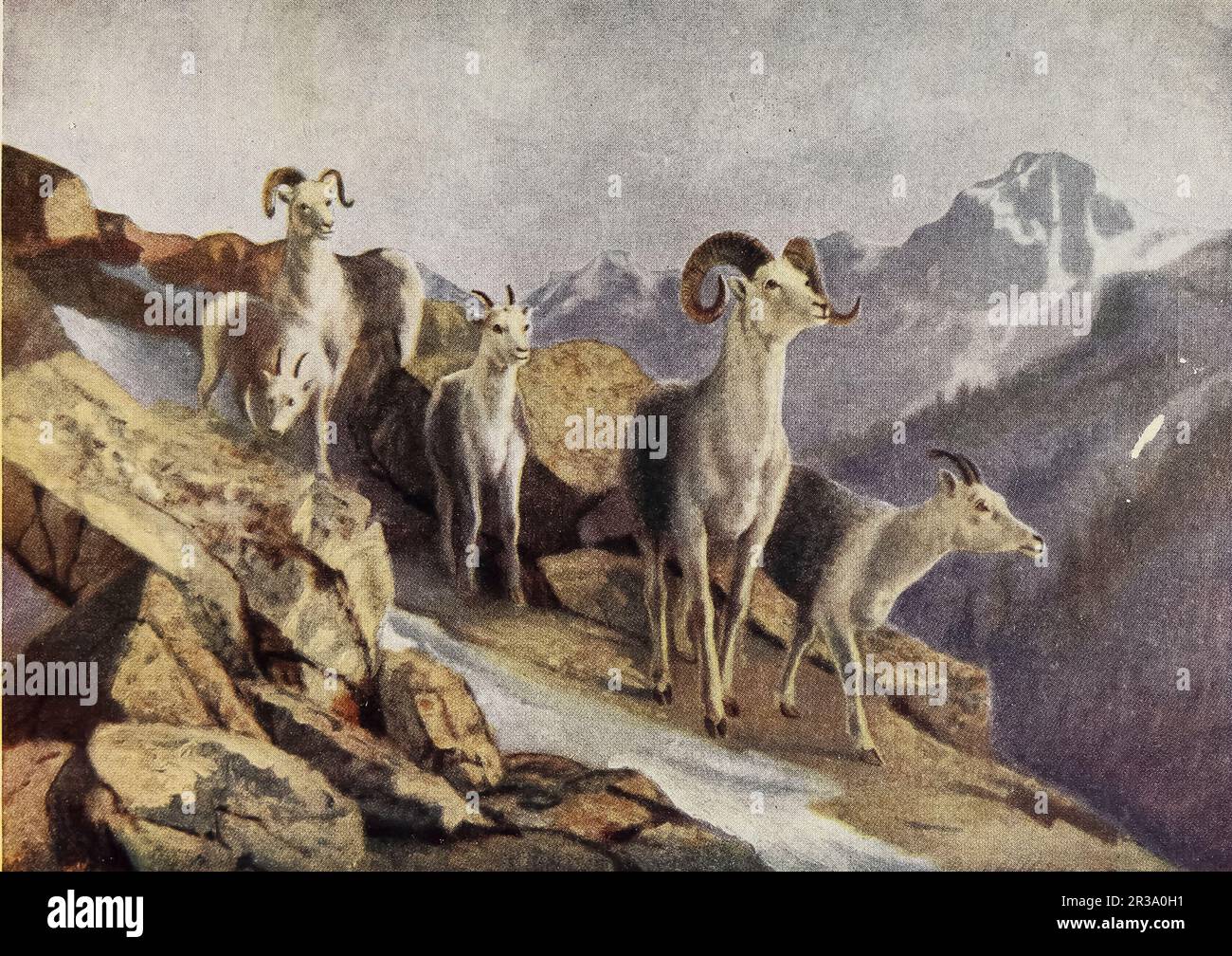 Fanning Sheep coming down to Feed watercolor by Thomas Mower Martin ...