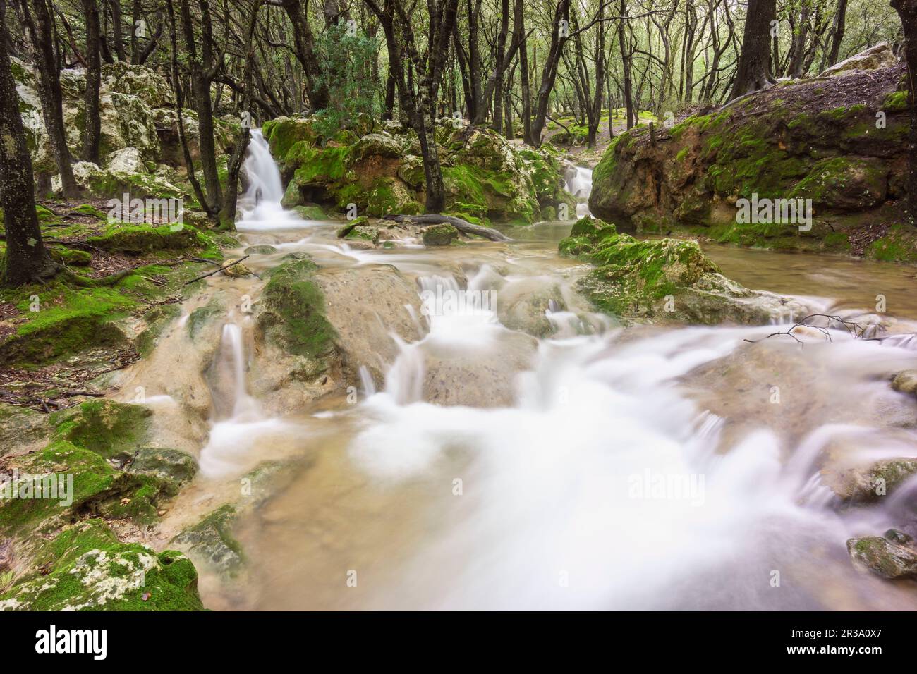 Arbol fluvial hi-res stock photography and images - Alamy