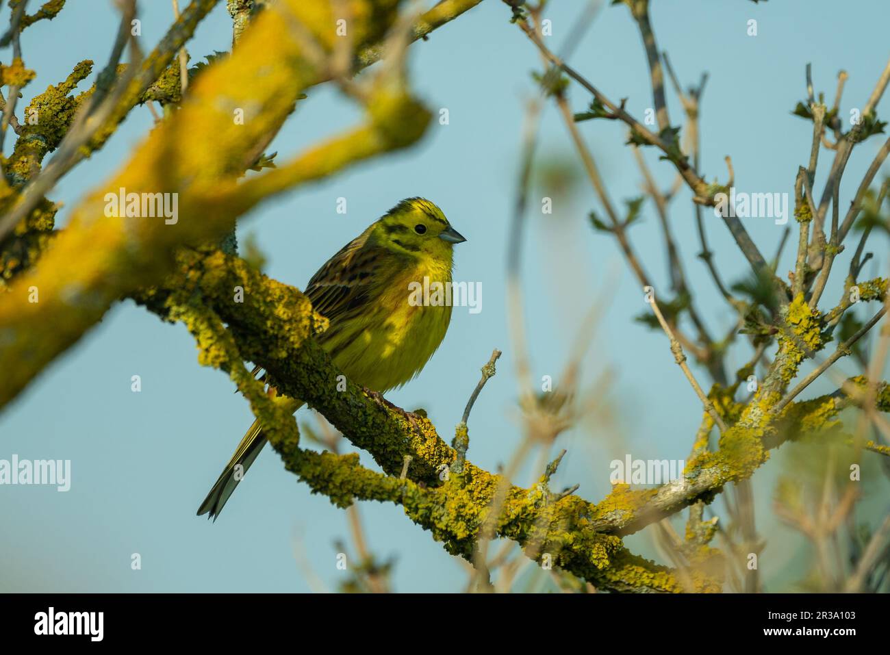 Golden yellow feathers hi-res stock photography and images - Alamy